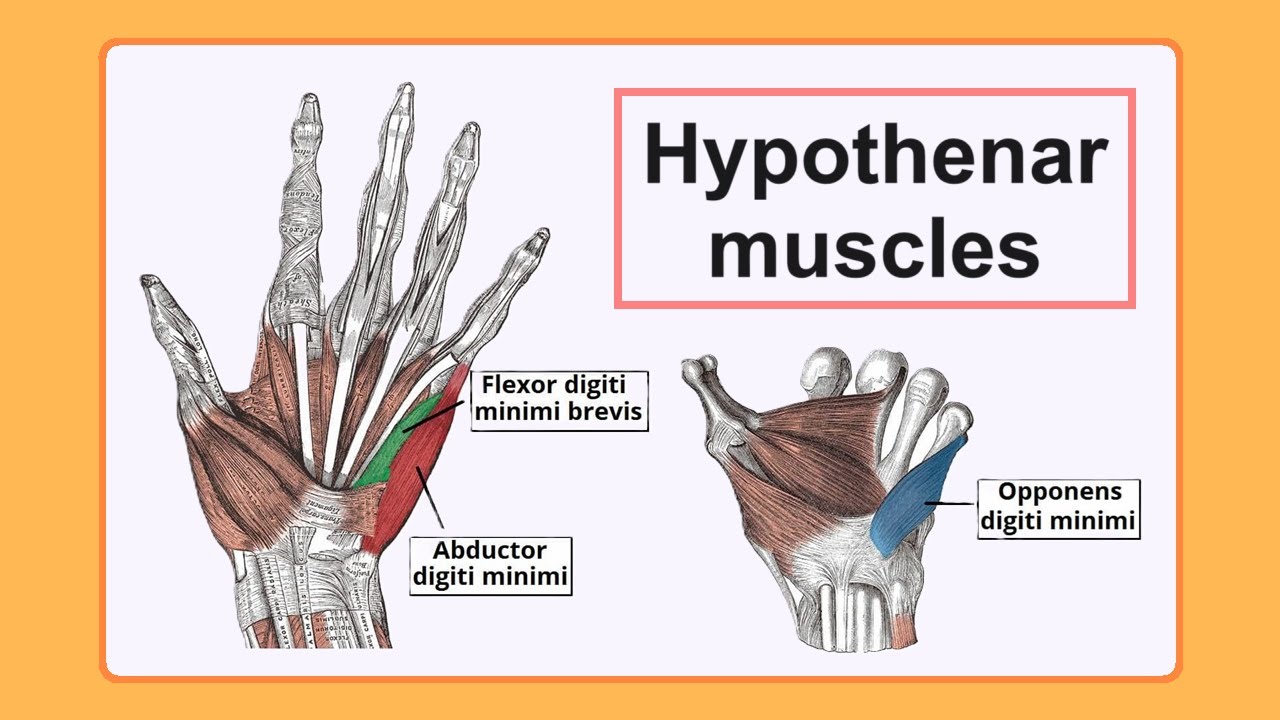 hypothenar muscles - YouTube
