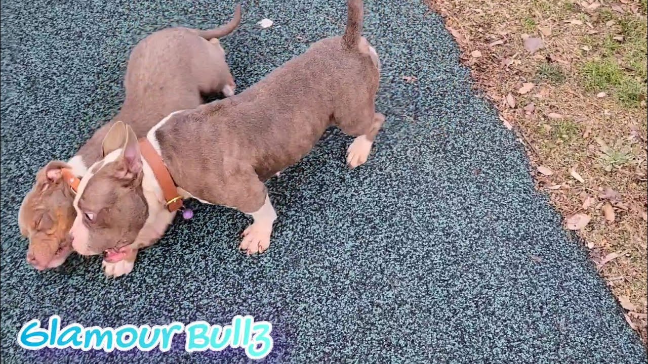 Dot loves bullying the pups.🤦🏾‍♀️ - YouTube