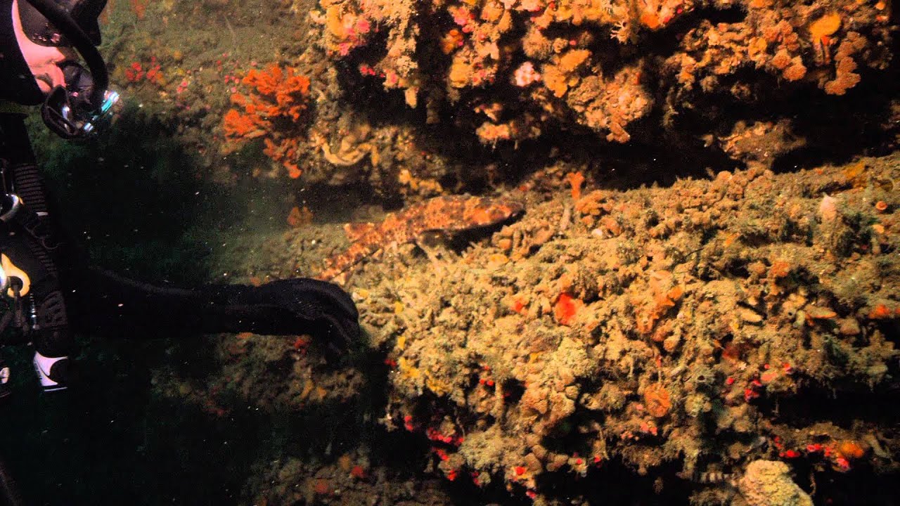 Shark Week - Alien Sharks: Close Encounter - YouTube