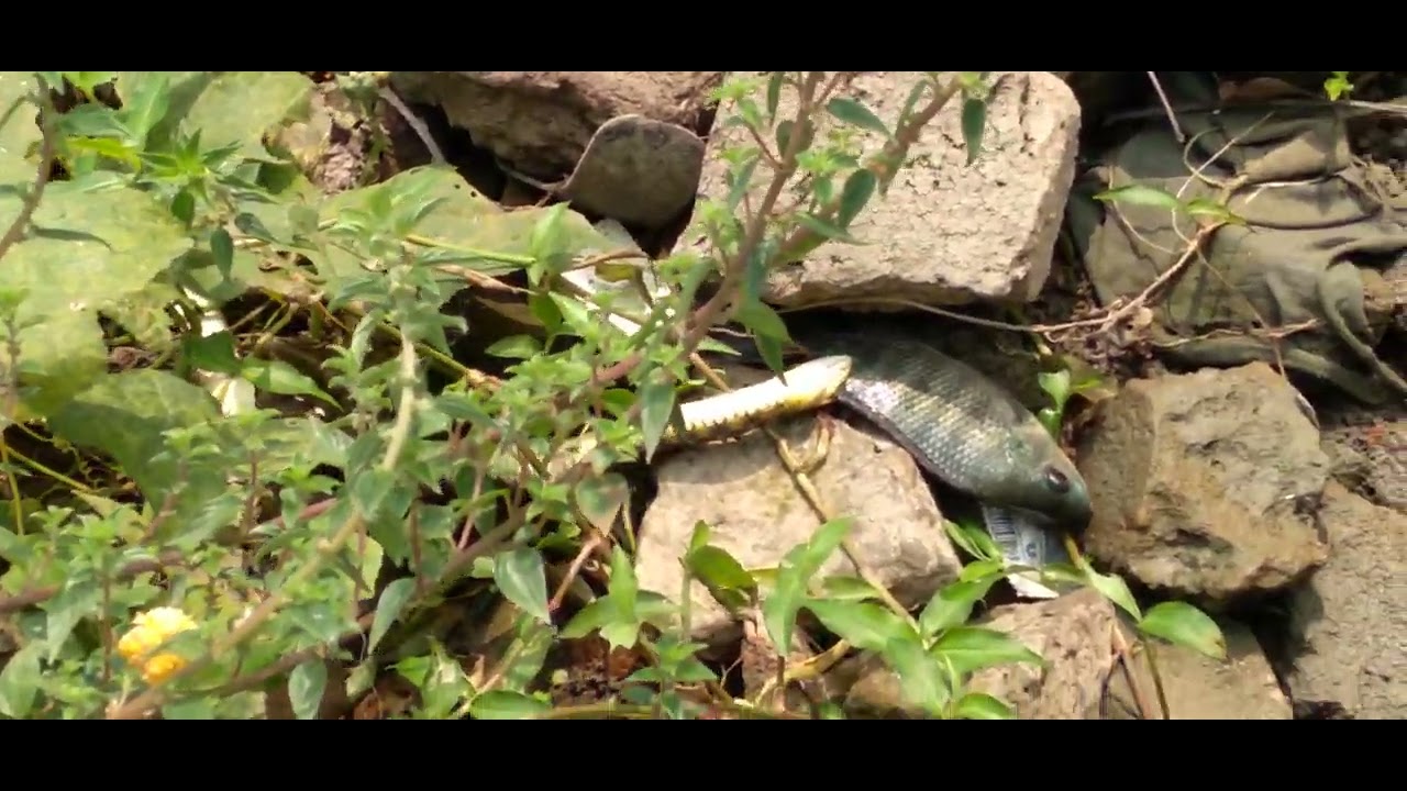 Snake catching fish ( small snake big fish) - YouTube