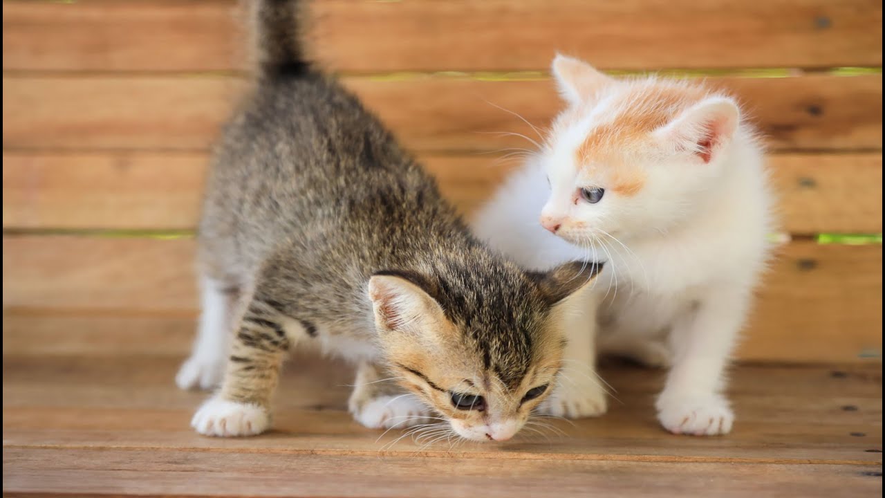 Cute Kittens Meowing - Cats Having Fun with Dogs, Pigs, Chickens ...