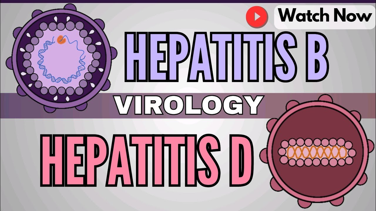 Hepatitis B and D Viral Pathogenesis | Animated Virology Lecture | Easy ...
