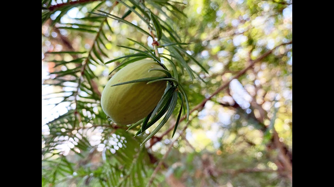 Torreya californica (California-nutmeg) - YouTube