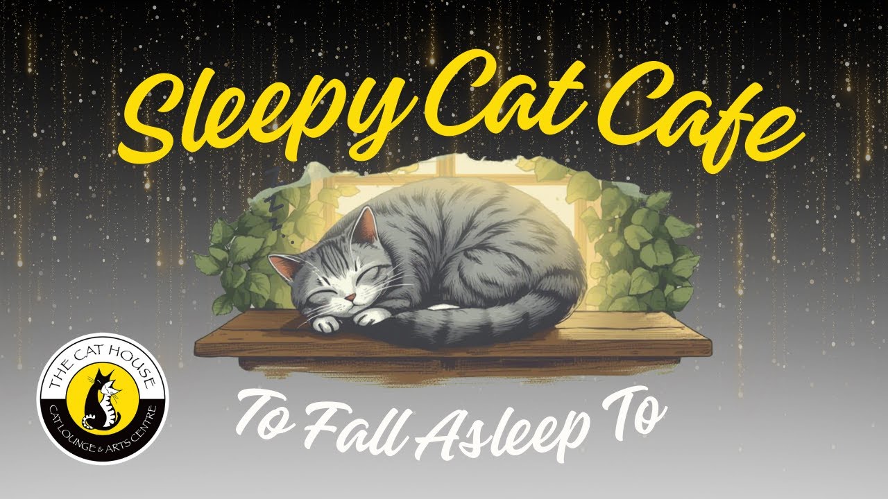 3 Hours of Sleepy Night Time Cat Café Cats – Relaxing Video to Help You ...