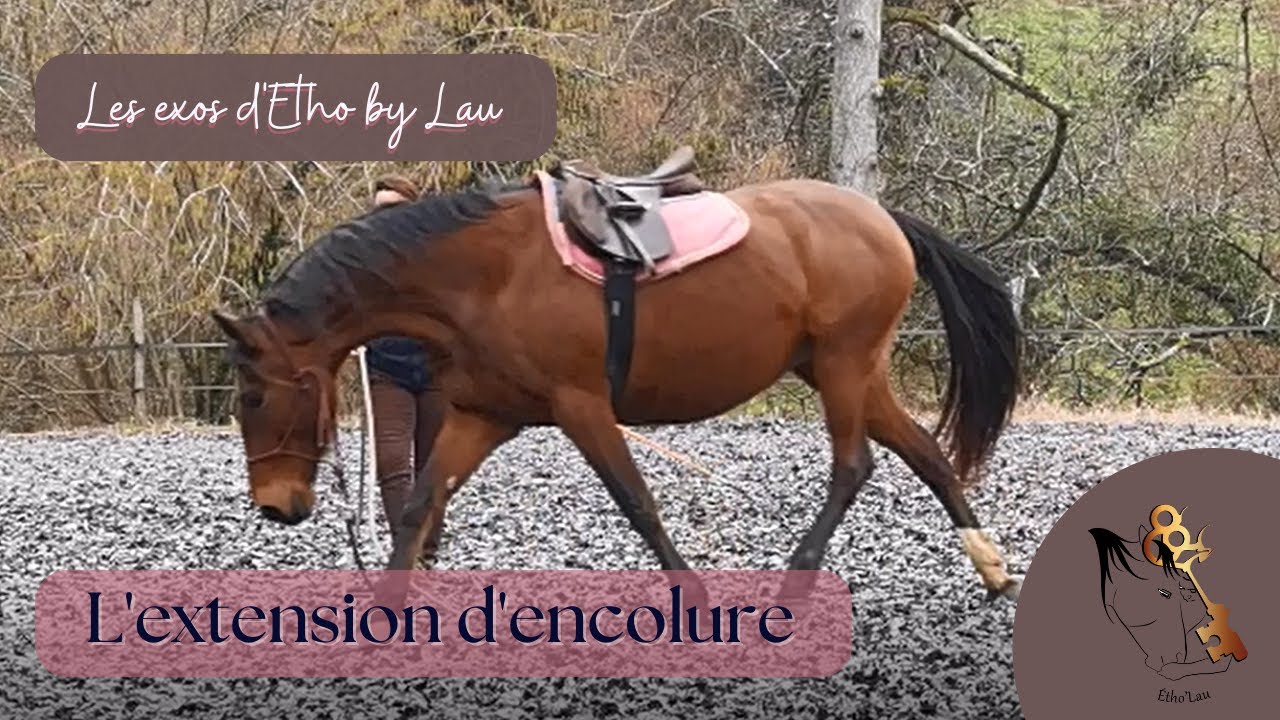 Apprendre l'extension d'encolure à son cheval depuis le sol - YouTube