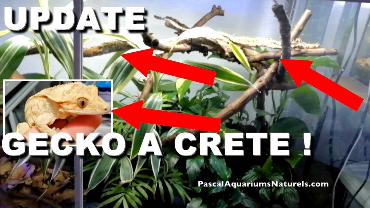 Update Patty ma Gecko à crête ! avec une liane de chez NaturaReptiles ...