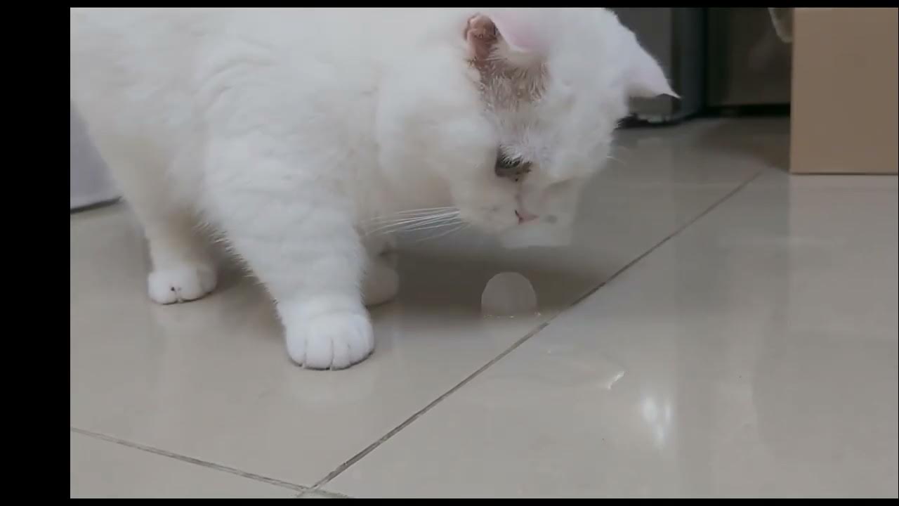 떨어진 이건 뭐지ㅎ 🧊 고양이일상먼치킨고양이얼음고양이호기심catdailylife猫の日常です。猫日射 Youtube