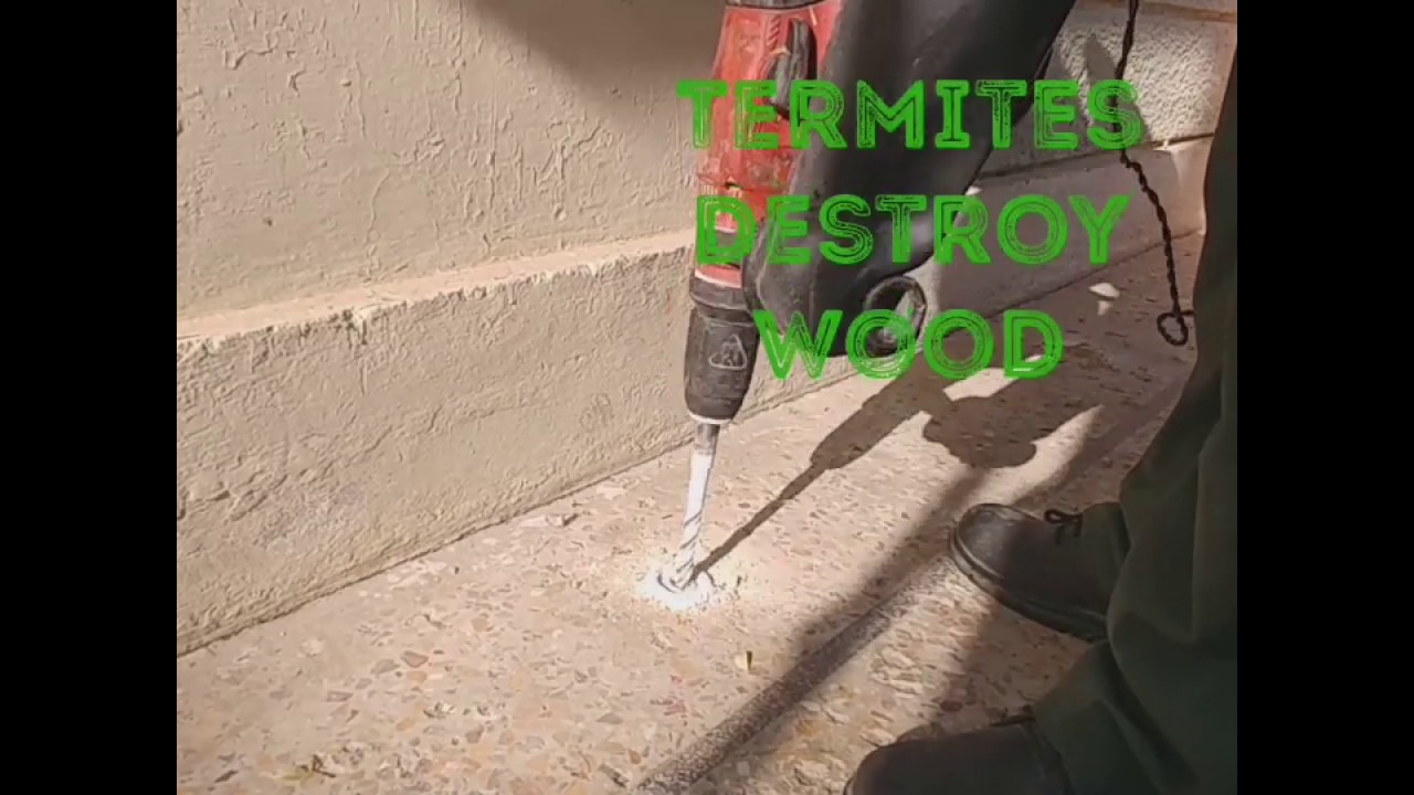 Termite Control Services - YouTube