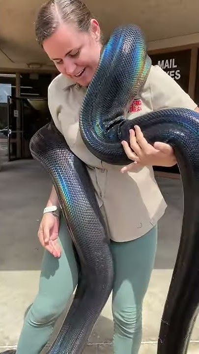 Rainbow reticulated python! (THIS IS AMAZING!) - YouTube