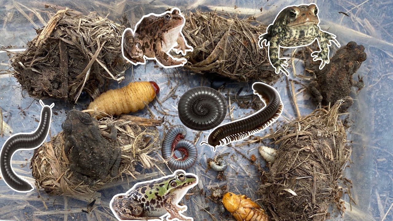 In the afternoon looking insects,weevils palm tree,Two toads,worms ...