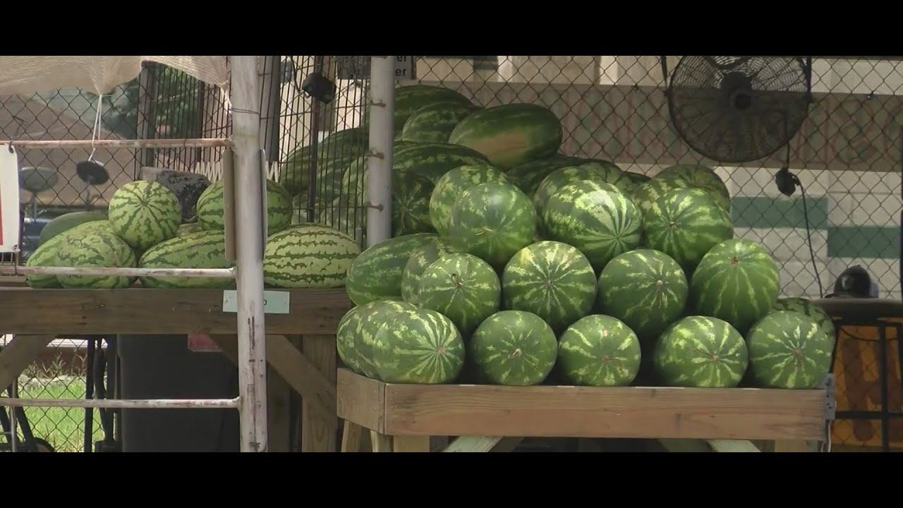 City of Luling getting ready to host annual Watermelon Thump - YouTube