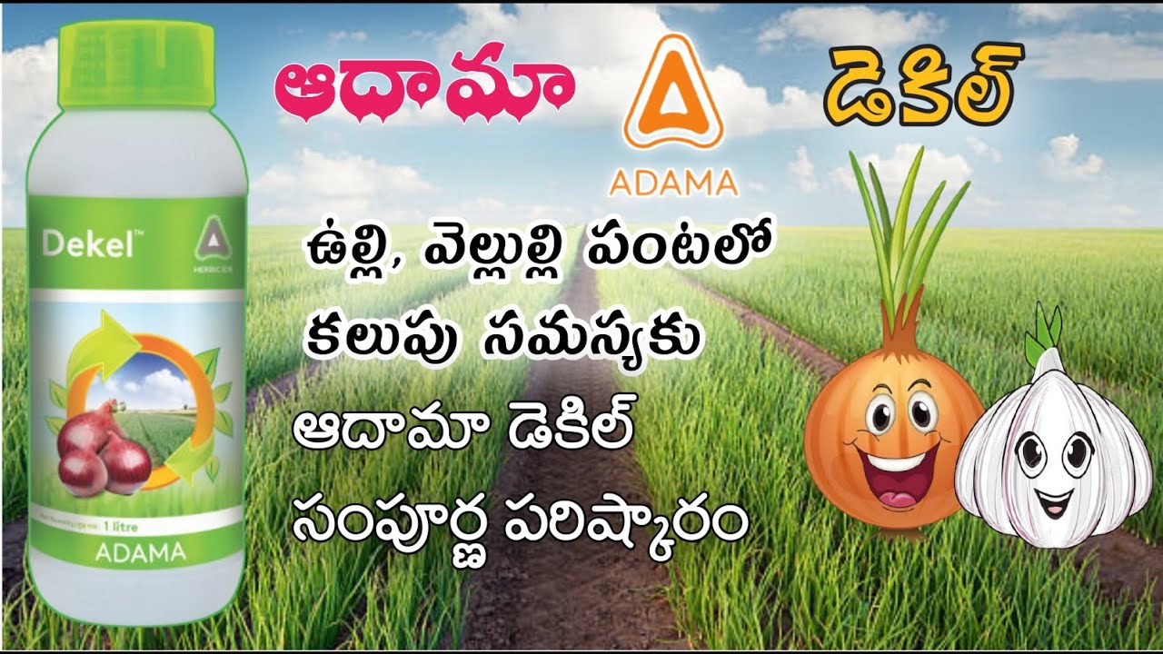 Adama Dekel full details in తెలుగు లో|Mana kisan (మన రైతు) - YouTube