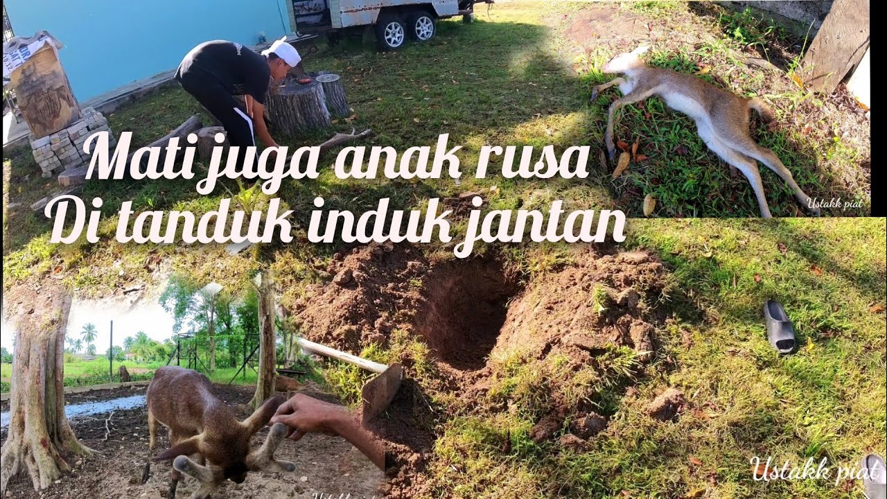 risiko mati anak rusa jika tidak di asingkan kandang #rusamalaysia # ...