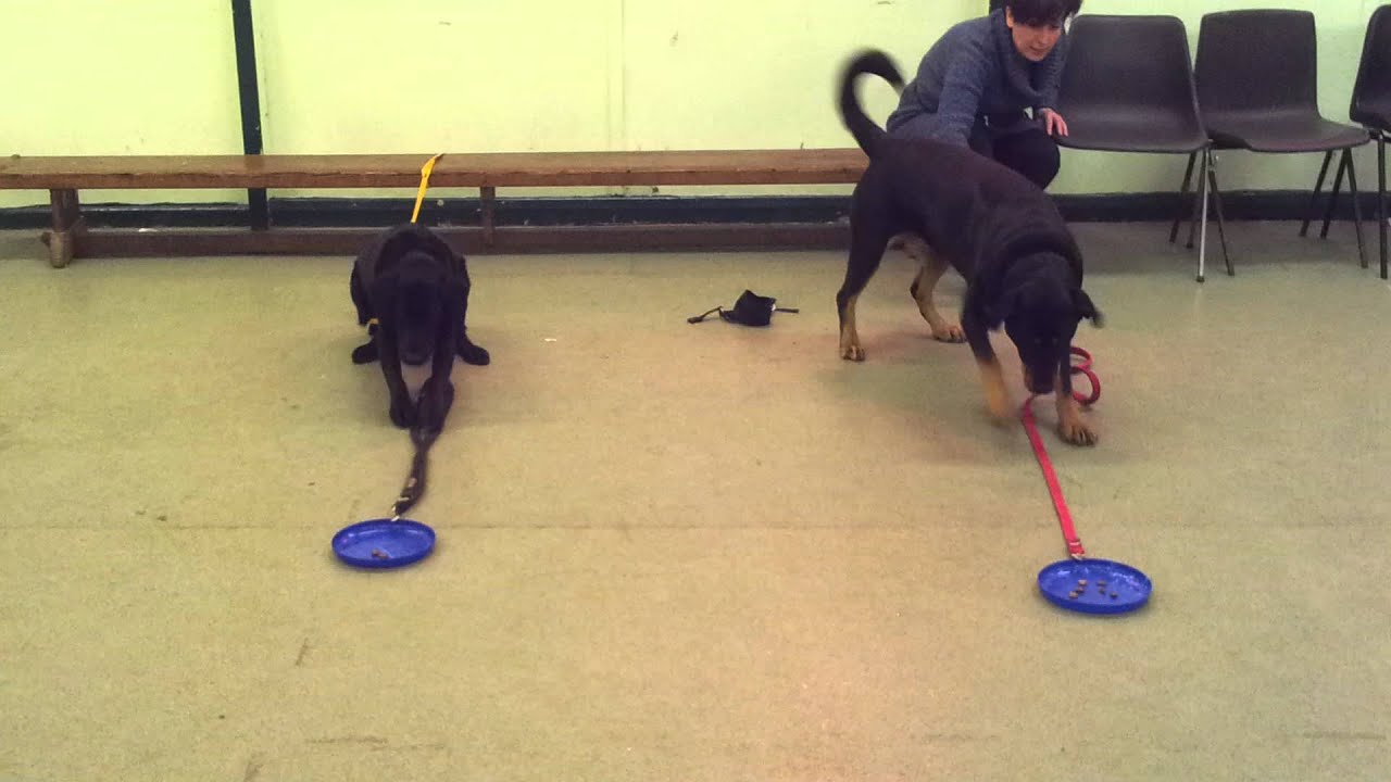 Do dogs use tools to achieve their goals? - YouTube