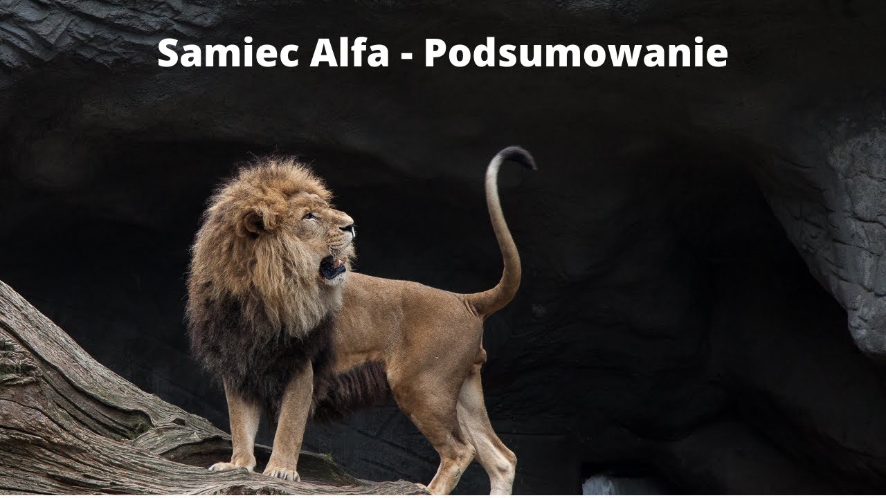 Samiec Alfa - Podsumowanie - YouTube