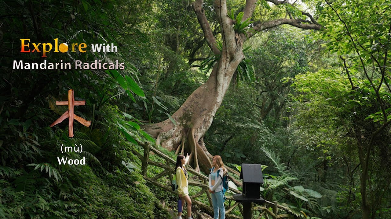 Wood Radicals Represent the Beauty of Nature! | Explore With Mandarin ...