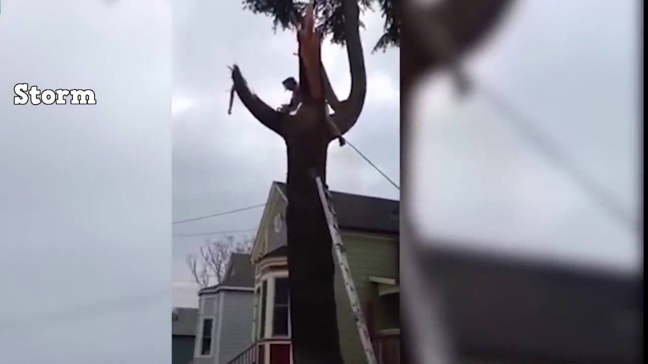 Tree cutting fails and idiots with chainsaws. FAIL COMPILATION 2017 ...