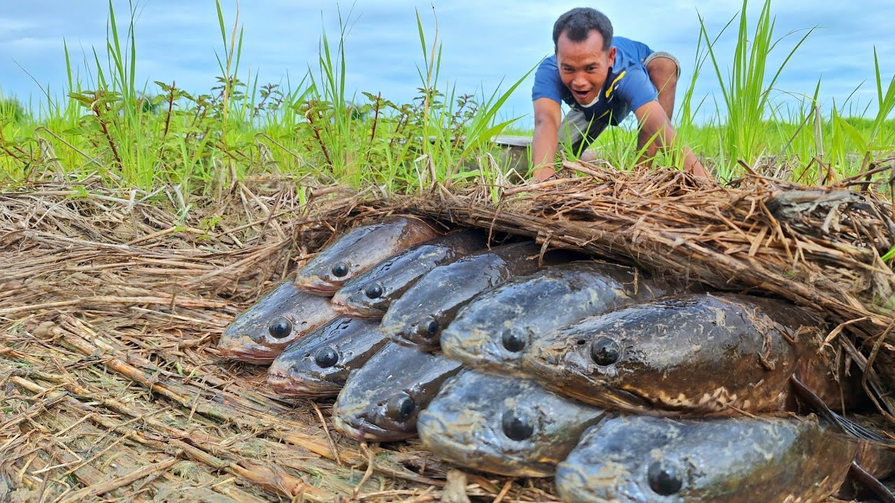 Wow Wow amazing fishing! catch a lot of fish in the field by hand skill ...