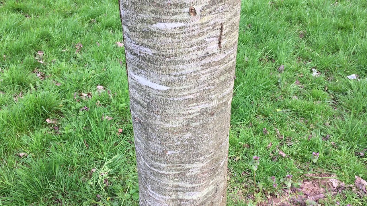 Red maple (Acer rubrum) - trunk close up - April 2018 - YouTube