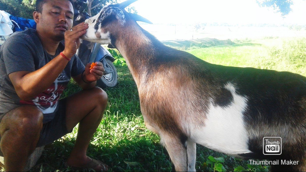 Goat in Assam / Baby Goat in Assam / Goat Farming Assam - YouTube