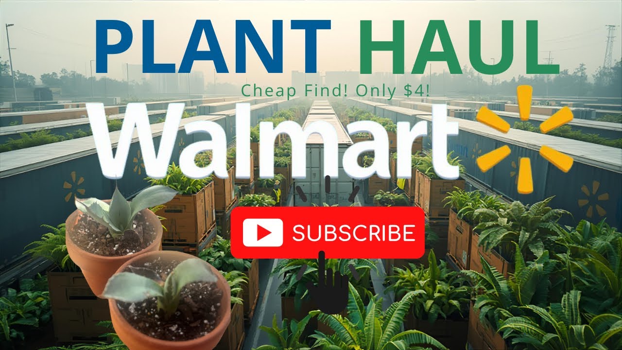 $4 Walmart Agave Rescue 🌿 | Meet My Agave Babies Spike & Sprout! # ...