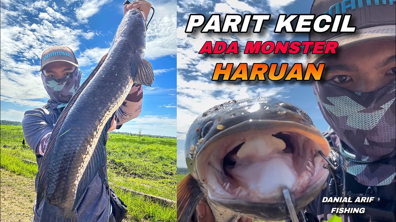 LUAR BIASA !!! PARIT KECIL DI HUNI HARUAN BESAR !! - YouTube