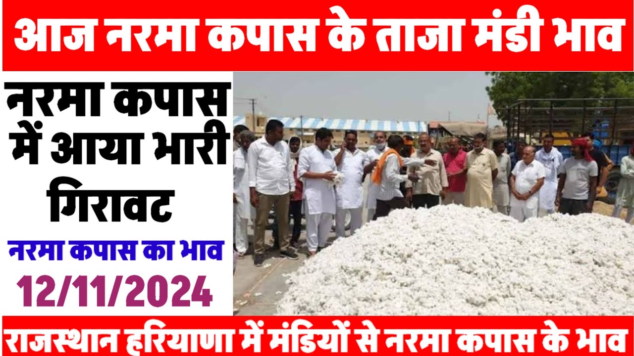 नरमा कपास के भाव| 12 Nov 2024 आज नरमा कपास में आया भारी गिरावट| Narma ...