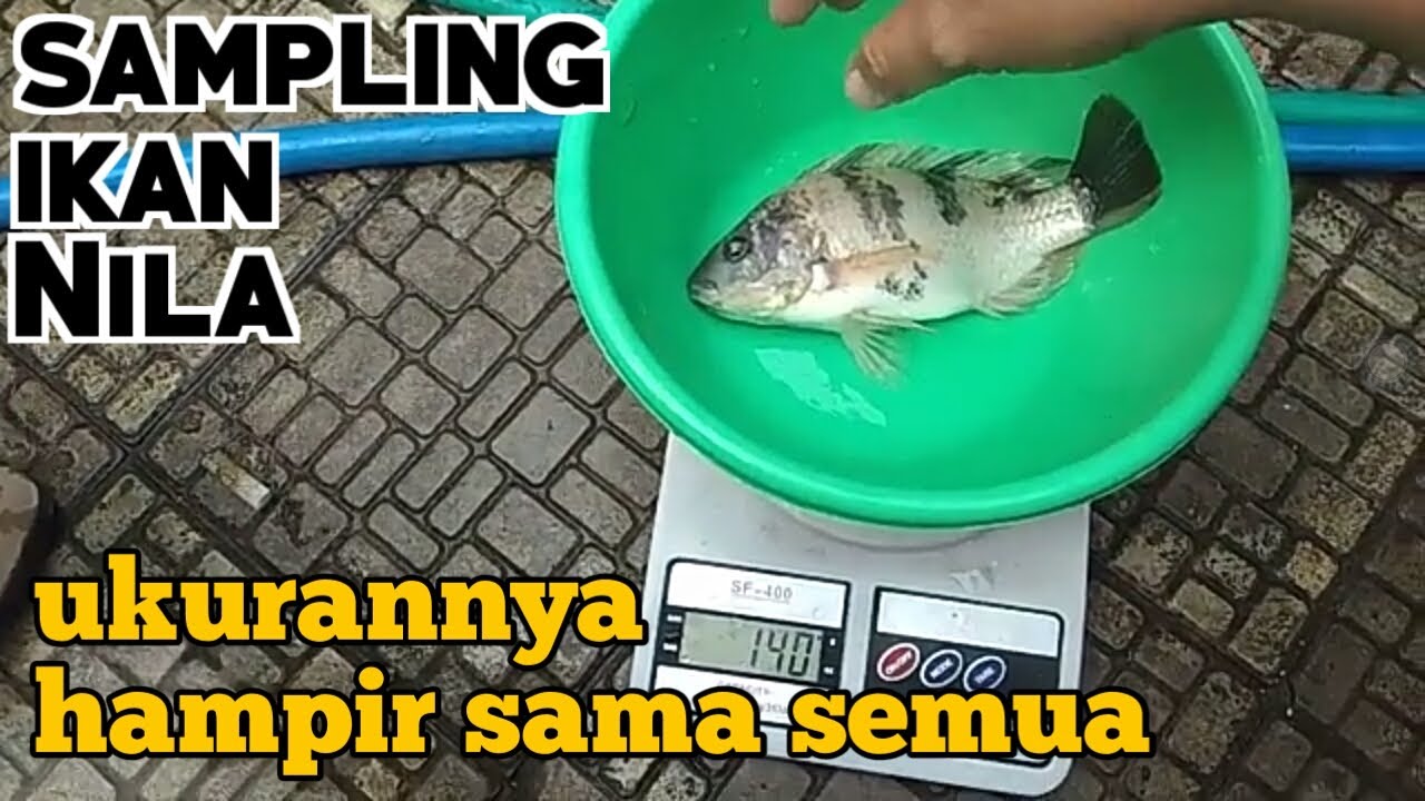Sampling Bobot Ikan Nila banyak yang kecil - YouTube