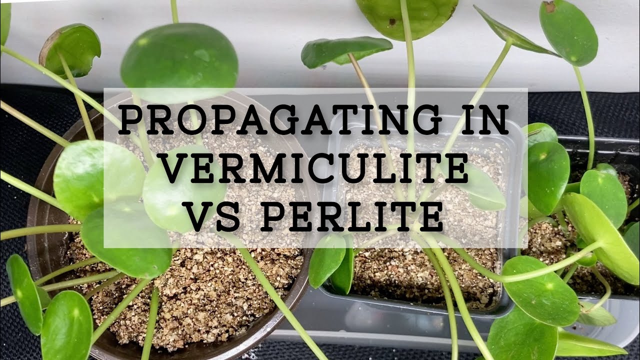 PROPAGATING PLANTS IN VERMICULITE @SpiderFarmer SF600 GROW LIGHT ...