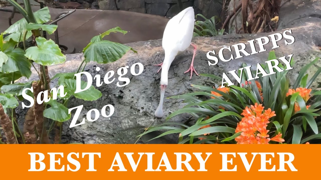 Scripps Aviary at the San Diego Zoo 4K Natural Aviary Sounds of Birds ...