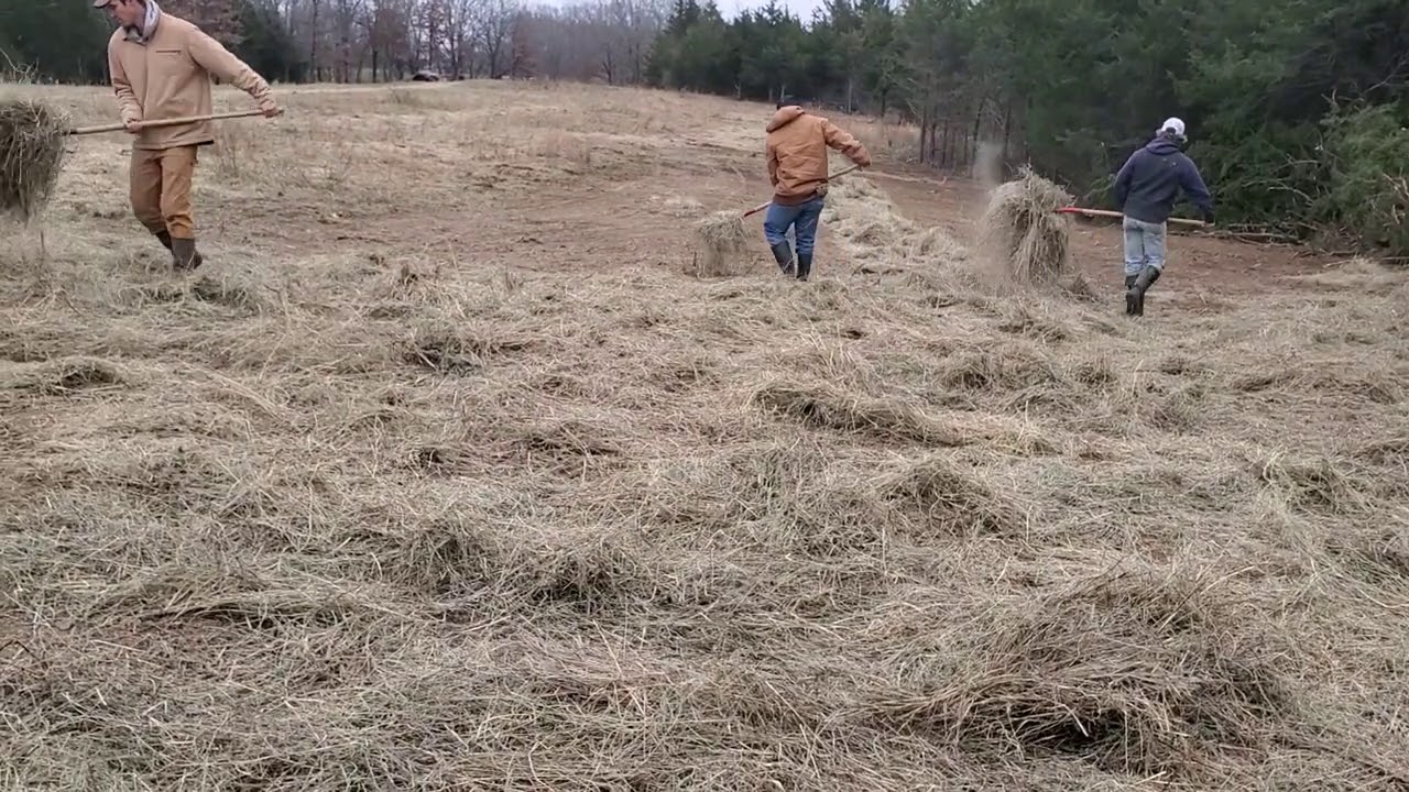 Converting a cedar thicket to grass. - YouTube