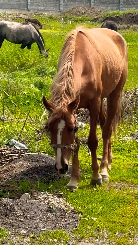 Сколько лошадей посчитали? #лошади #лошадь 🐎🐎🐎 - YouTube