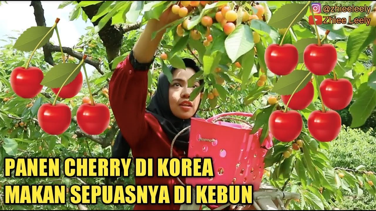 PANEN BUAH CHERRY DI PERKEBUNAN KOREA | BUAHNYA MANIS DAN LEBAT BANGET ...