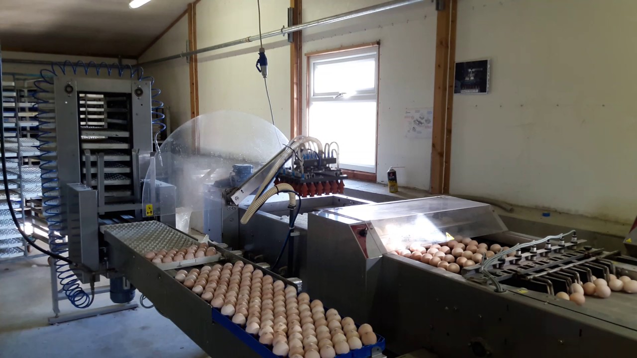 Egg packer working - YouTube