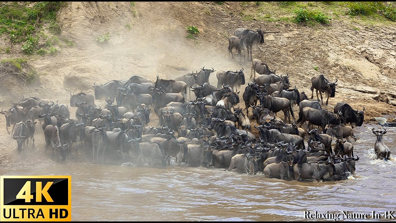 Our Planet | 4K African Wildlife: Great Migration - Scenic Wildlife ...
