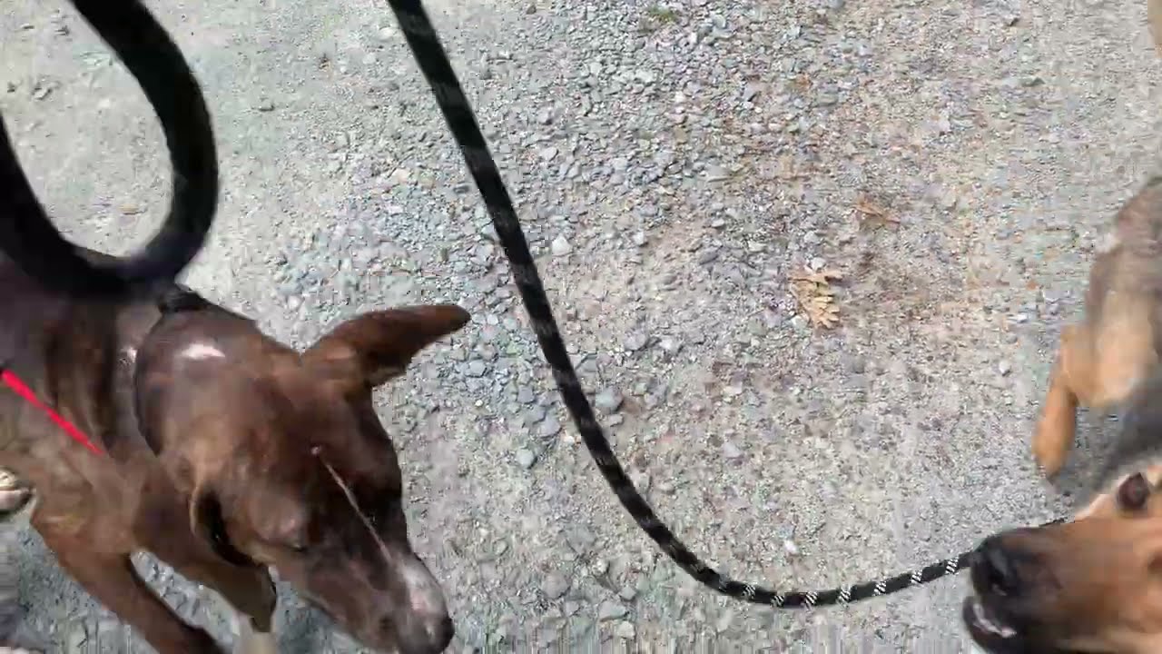 Dog Test - Claribel and an unspayed female - YouTube