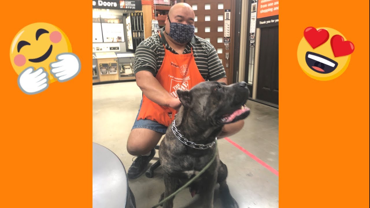 Socializing my CANE CORSO at HomeDepot #Training #Socialization #BigDog ...