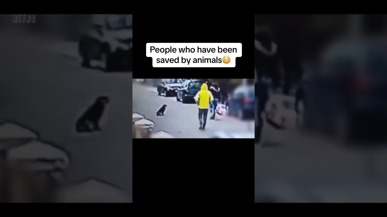 People who have been saved by animals😳 #shorts - YouTube
