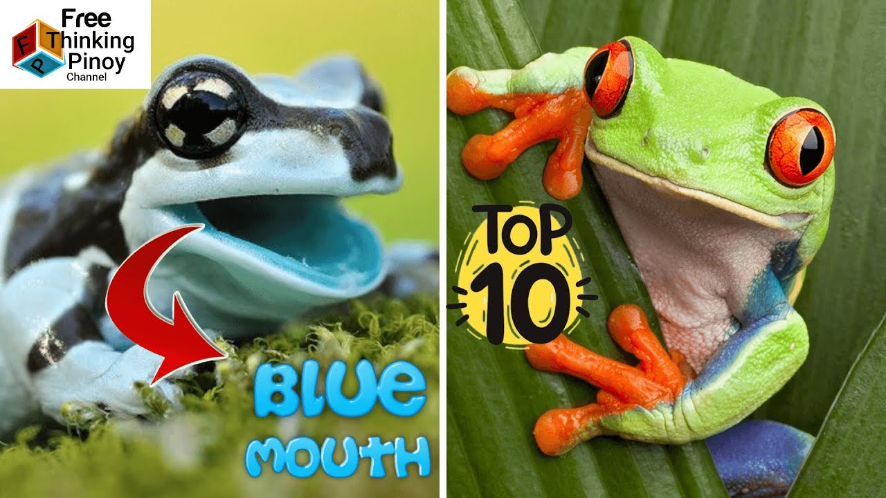 10 Pinaka Magandang Palaka | MOST BEAUTIFUL FROG SPECIES - YouTube