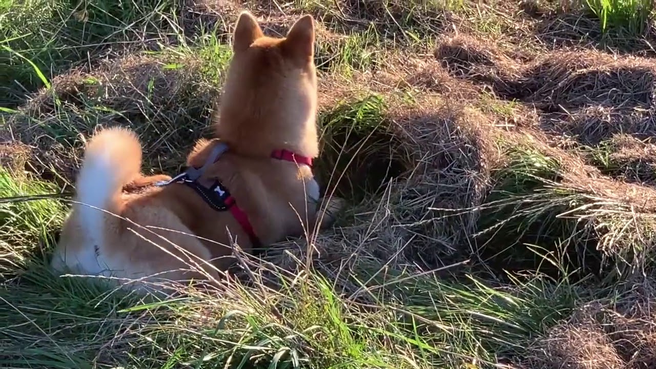 Shiba inu playing - YouTube