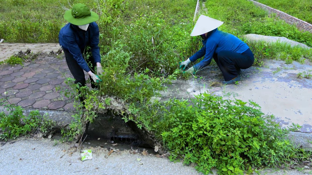 Clearing Overgrown Weeds, Revamping Neglected Sidewalks Before and ...