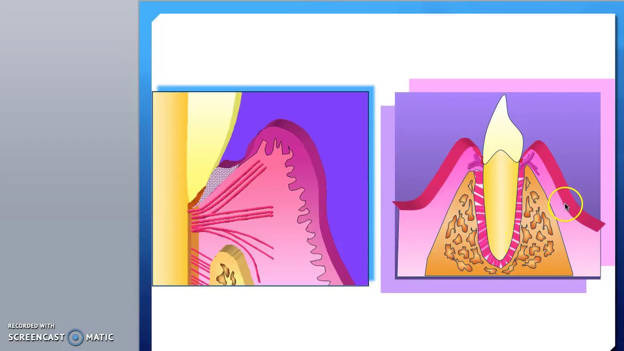 Anatomía del periodonto - YouTube