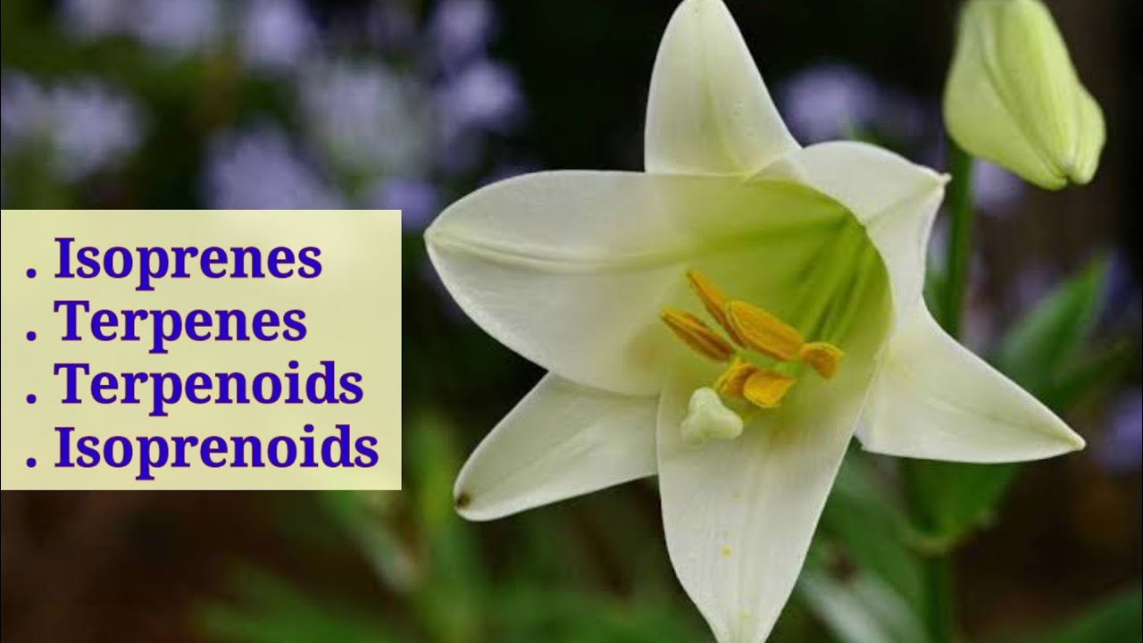 Isoprenes, Terpenes, Terpenoids And Isoprenoids | Lec. 39 | Plant ...