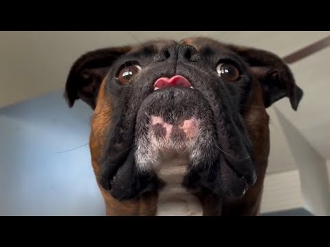 Funniest Boxer of AllTime 🤣 Dogs That Make You Laugh