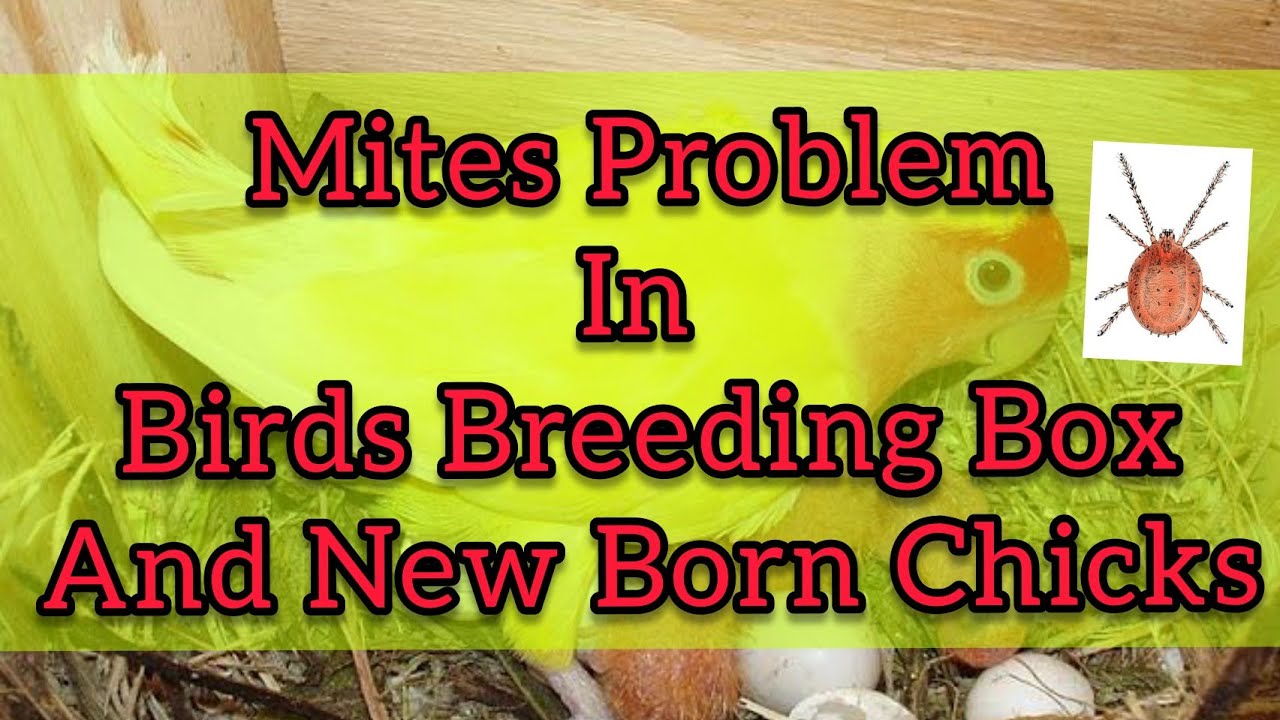 Mites Problem in Breeding box and new born chicks । Mites की समस्या का ...