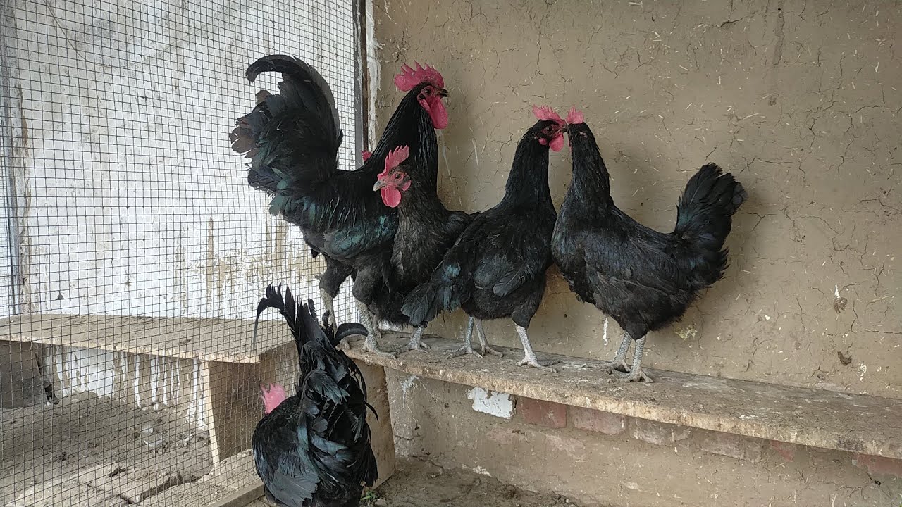 Australorp Breeders at Farm House - YouTube