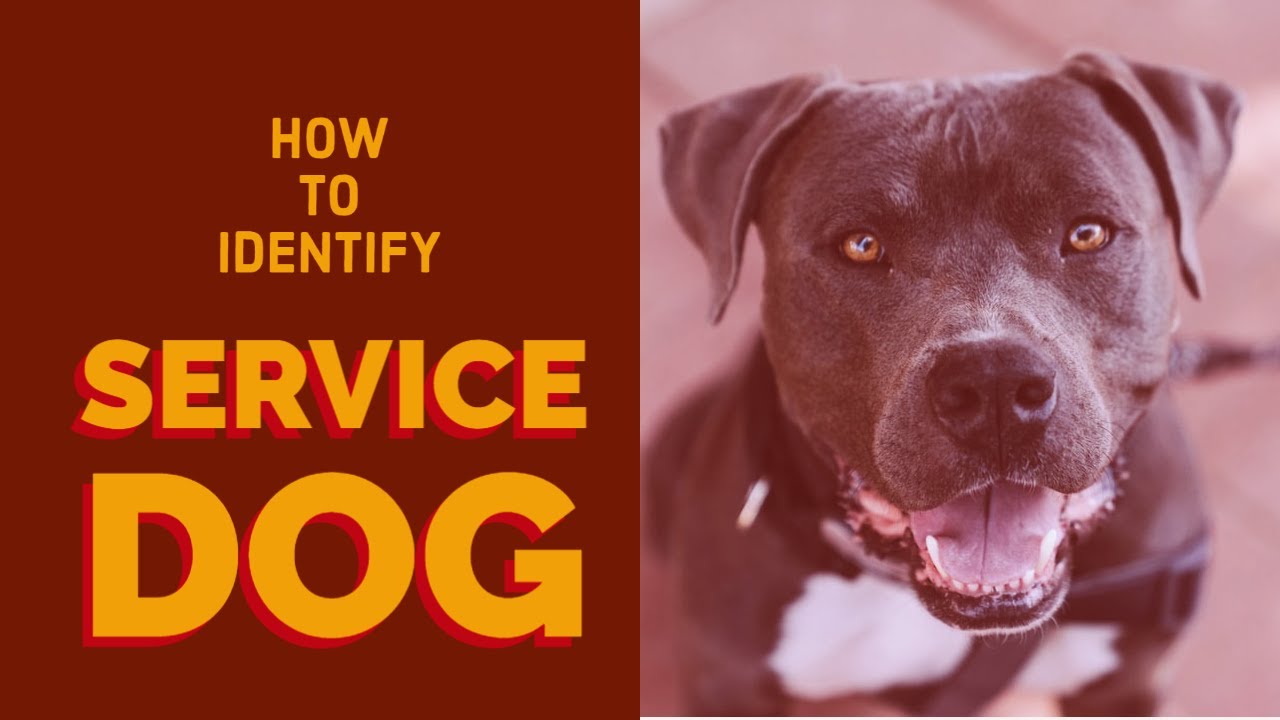 How To Identify A Service Dog Get Service Dog Service Dog In how-to-identify-a-service-dog-get-service-dog-service-dog-in
