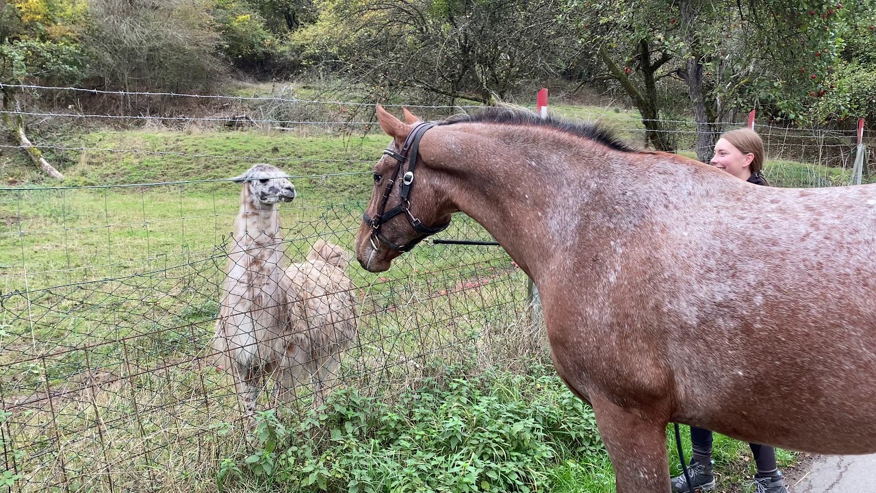 Lama spuckt Pferd an - YouTube