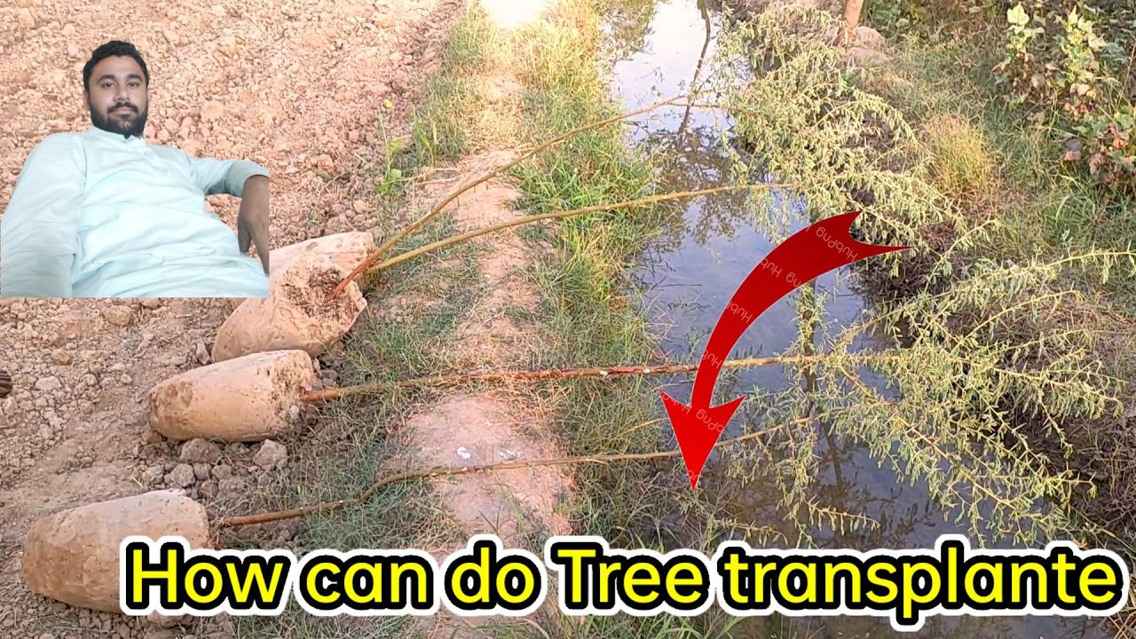 Kikar forming and transplanting Keeker Tree - YouTube