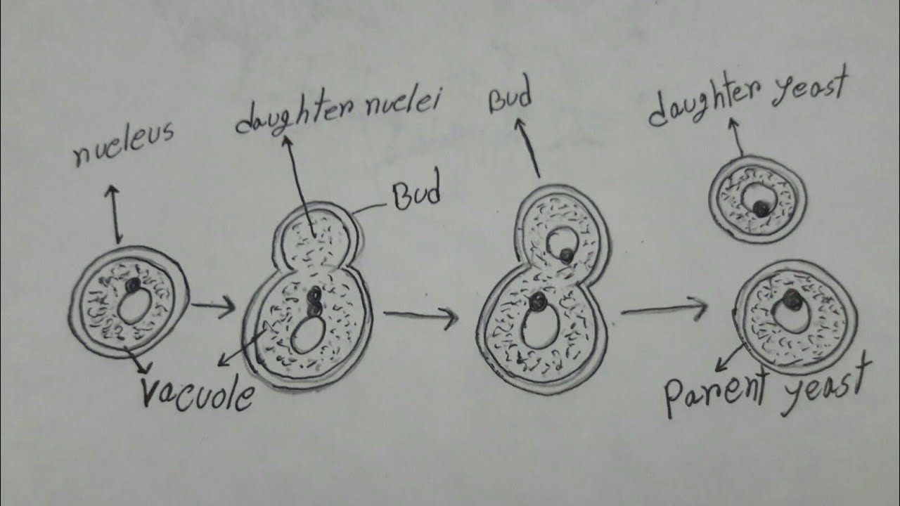 How to draw budding in yeast drawing | easy diagram | step by step very ...